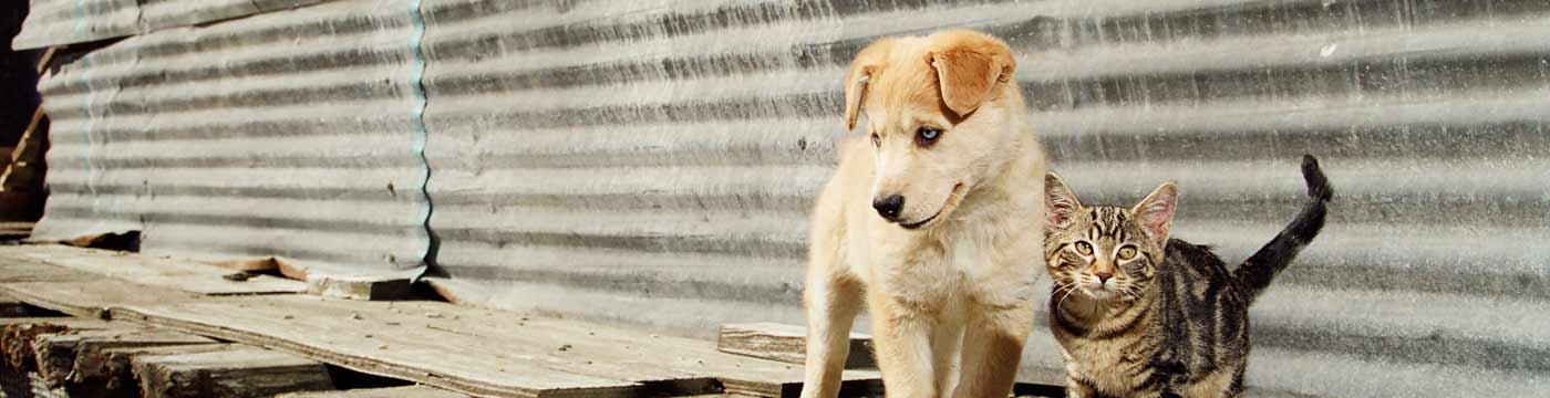 Lost and Found Pets | Winnipeg Humane Society