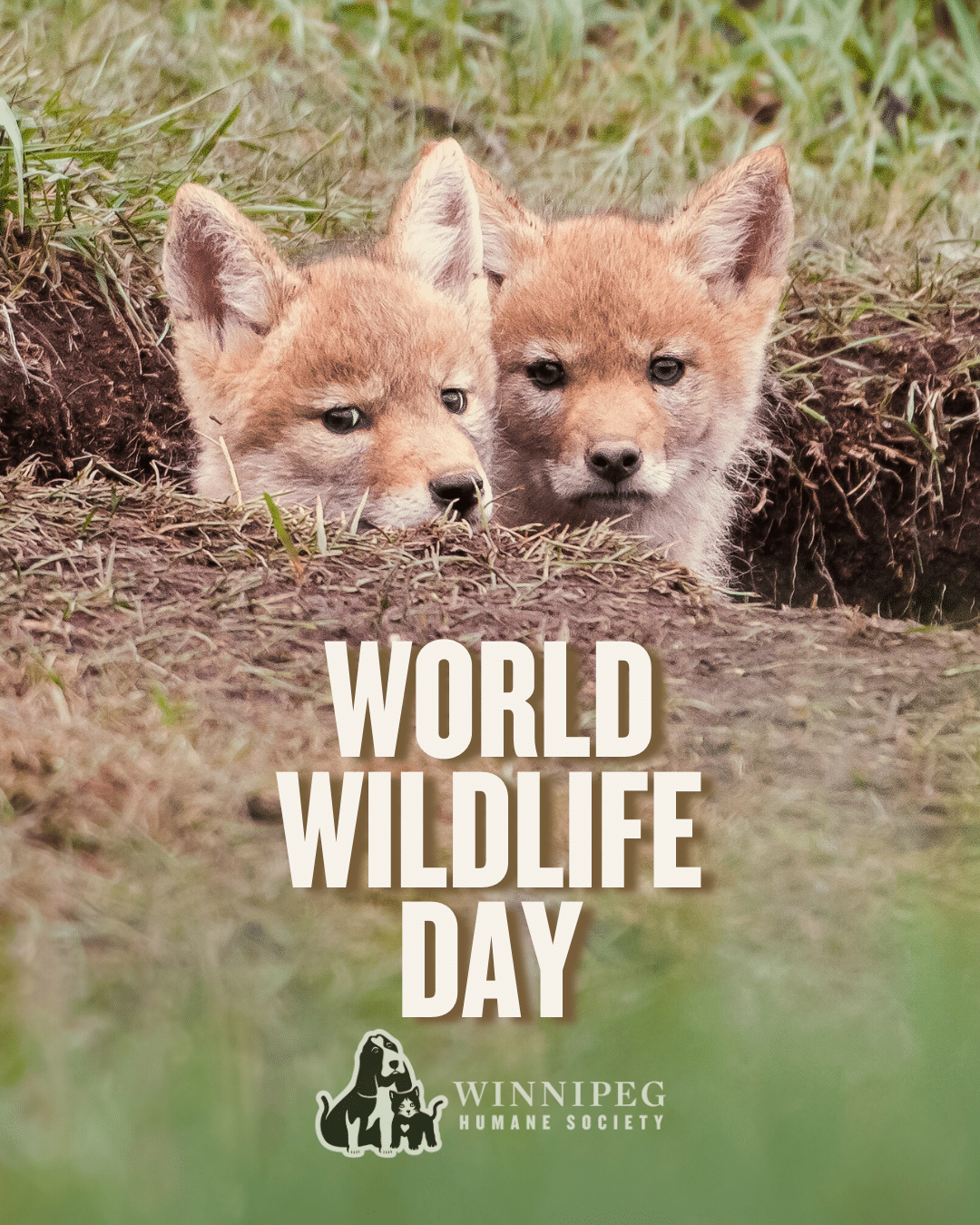 World Wildlife Day: Ways to Help | Winnipeg Humane Society